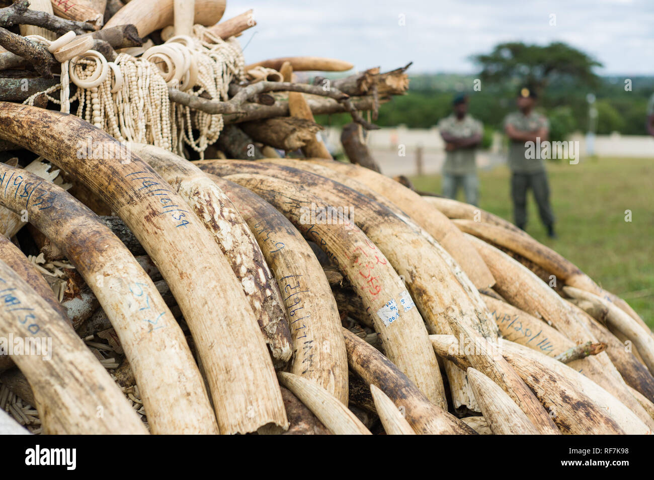 Tusks elephant africa carved hi-res stock photography and images - Alamy