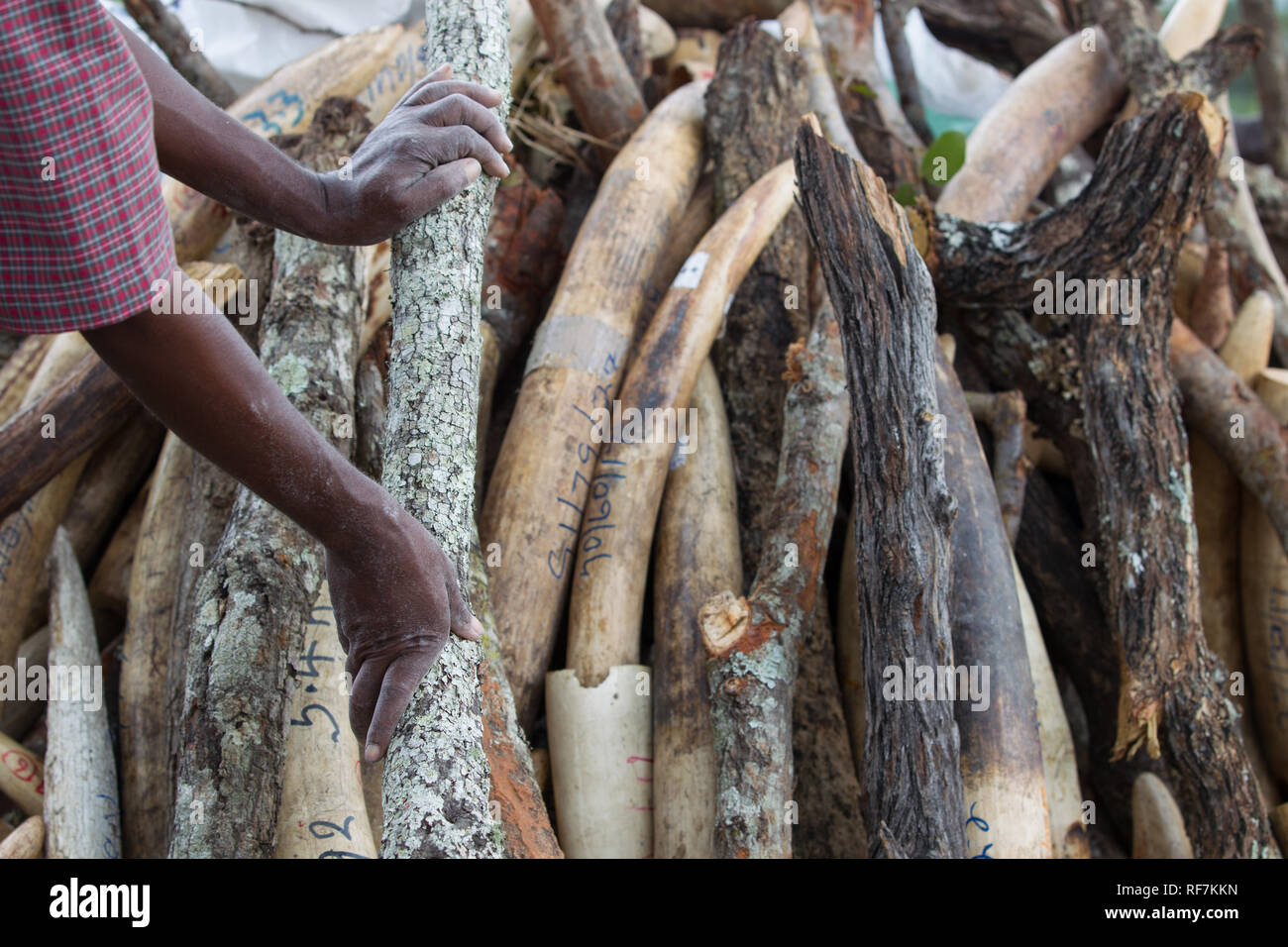 Workers stack confiscated elephant ivory into a pile to be burned in an ...