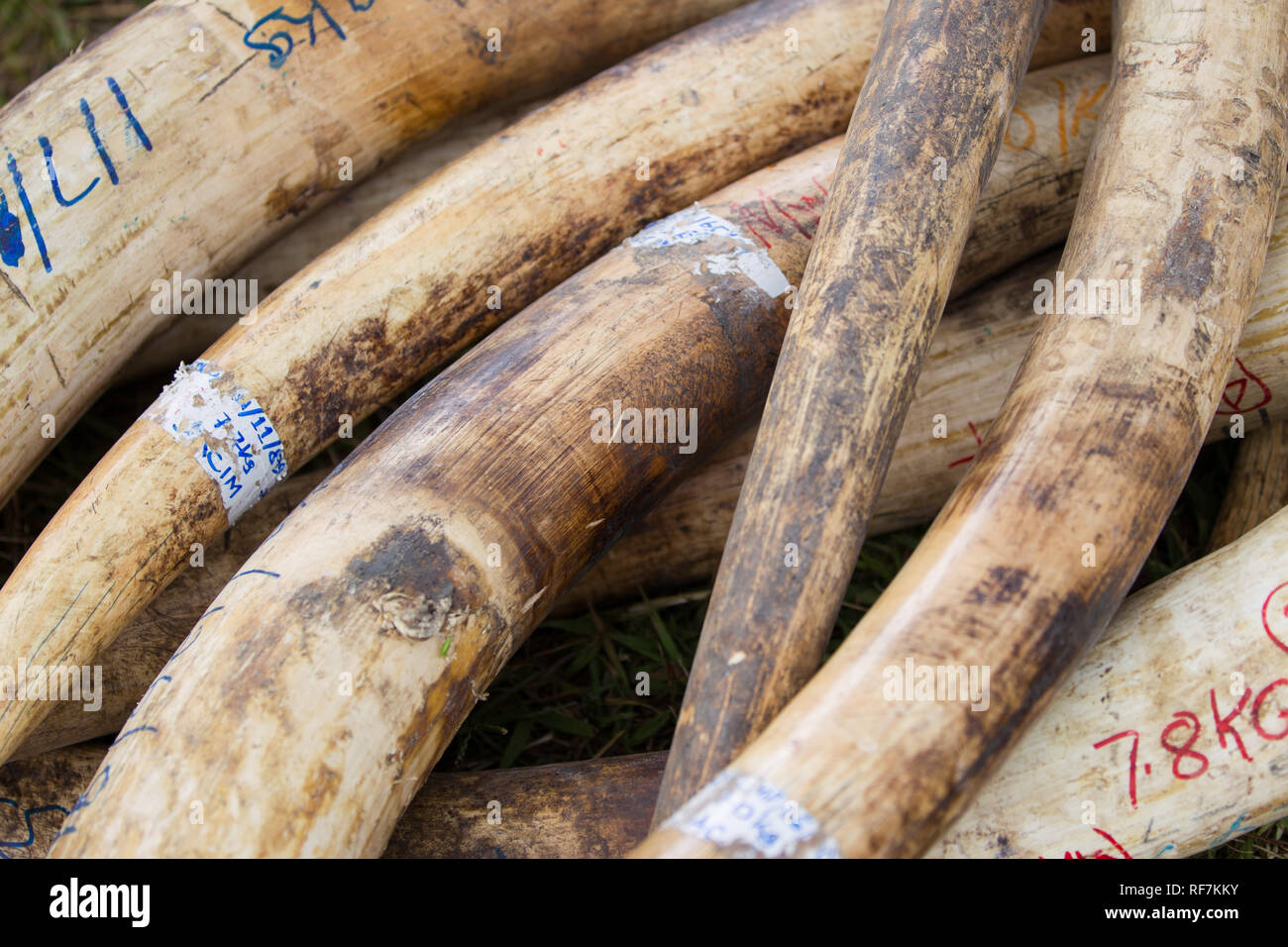 Ivory teeth hi-res stock photography and images - Alamy