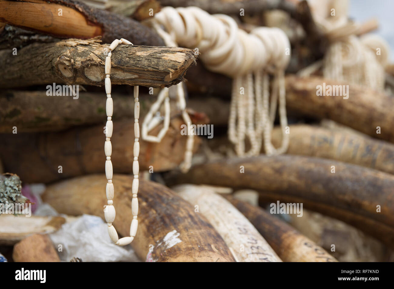 Confiscated elephant ivory is stacked in a pile to be burned in a ...