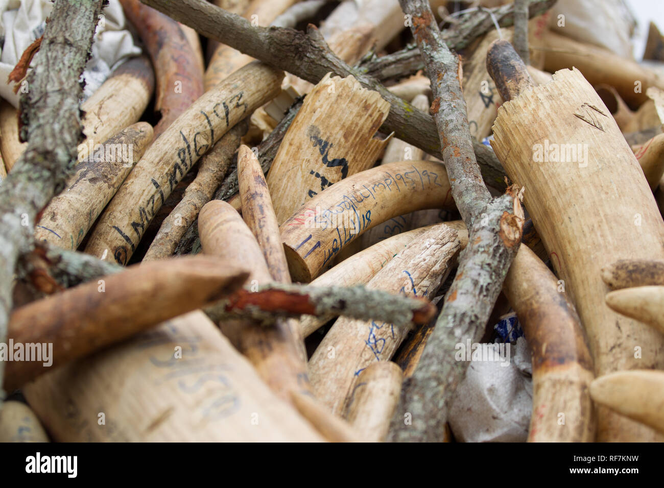 Confiscated elephant ivory is stacked in a pile to be burned in a ...