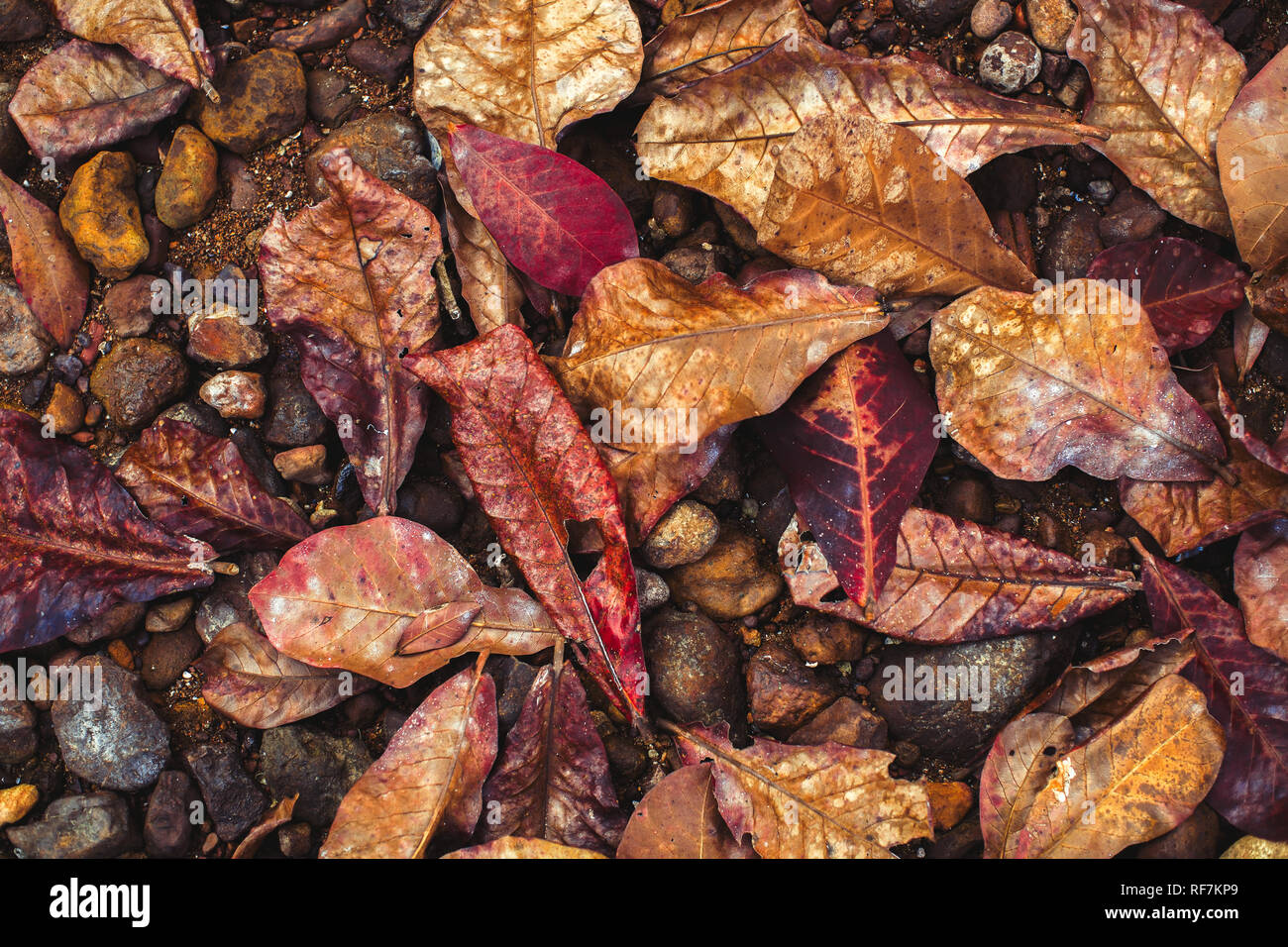 Plant on stony ground hi-res stock photography and images - Alamy