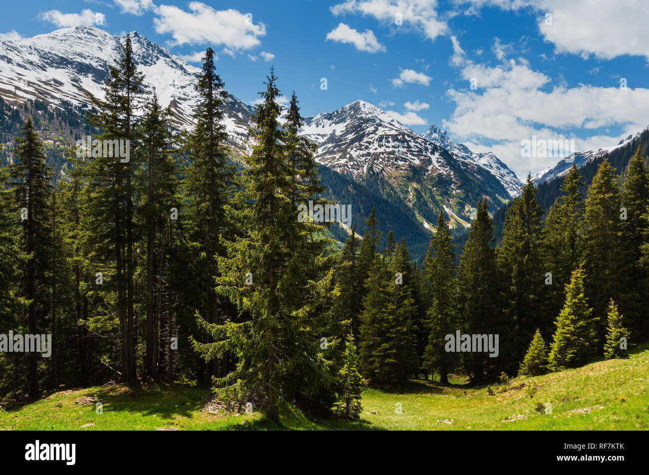 Summer Alps mountain landscape with fir forest on slope and snow ...
