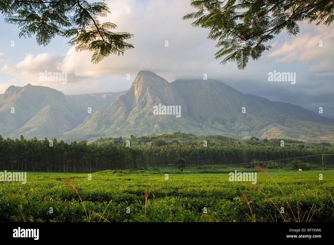 Mount Mulanje, a giant massif in southern district, Malawi, is the ...