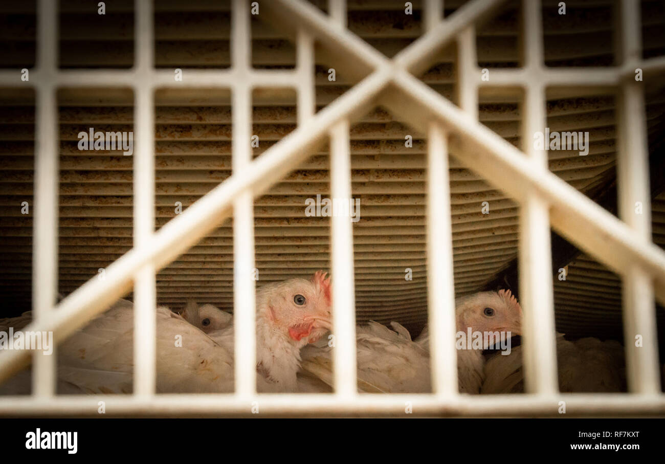 Broiler chickens transportation hi-res stock photography and images - Alamy