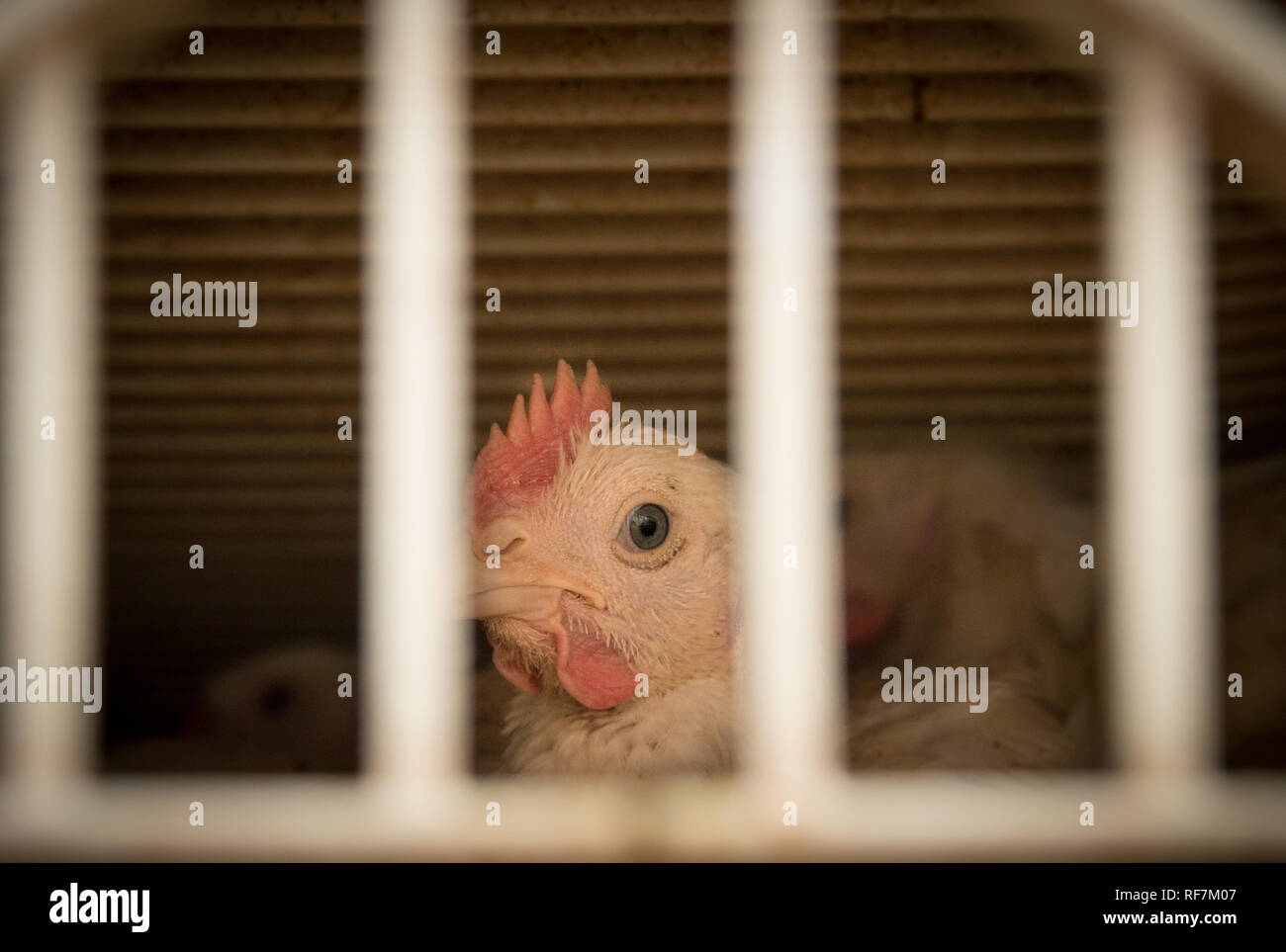 Chicken transport hi-res stock photography and images - Alamy