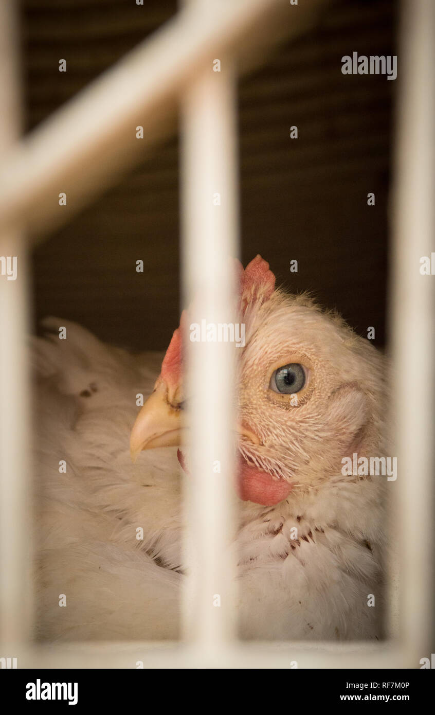 Poultry farming slaughter hi-res stock photography and images - Alamy