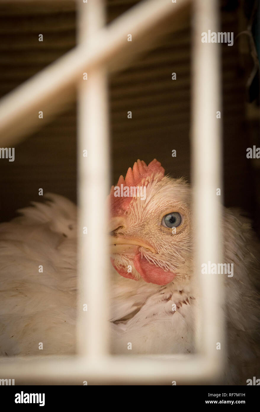 Exhausted 40 day old broiler chicken in crowded live transport crate ...