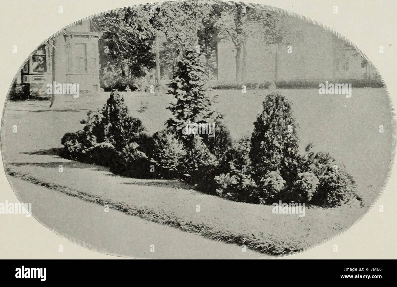 . General catalogue of fruit and ornamental trees, shrubs and roses ...