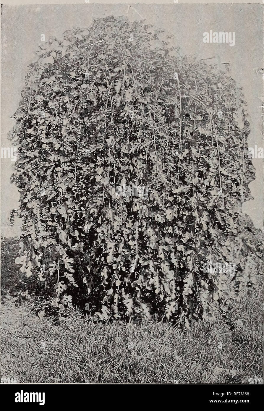 . General catalogue of fruit and ornamental trees : shrubs, roses ...