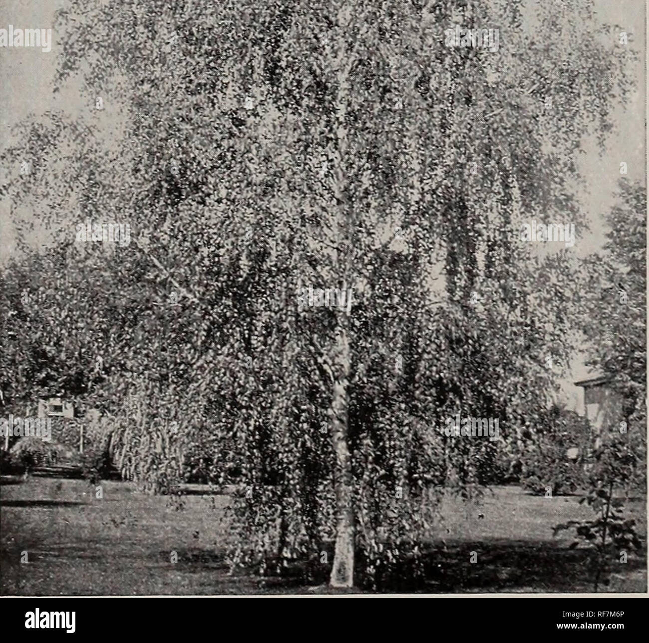 . General catalogue of fruit and ornamental trees : shrubs, roses ...