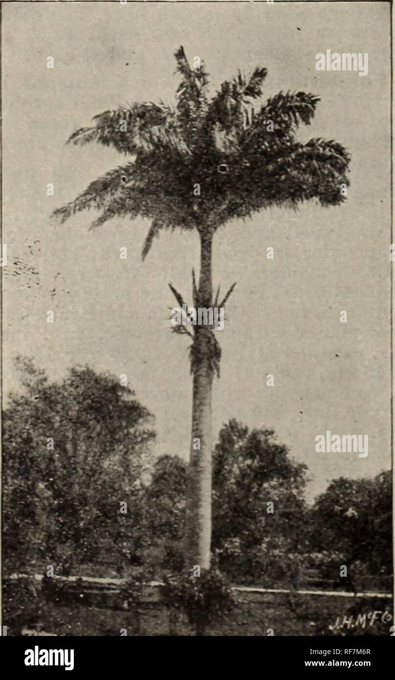 Oreodoxa regia palm trees hi-res stock photography and images - Alamy