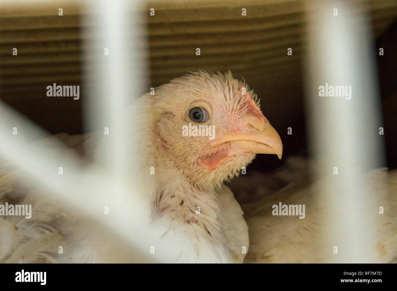 Distressed and exhausted broiler chicken in transport crate on live ...