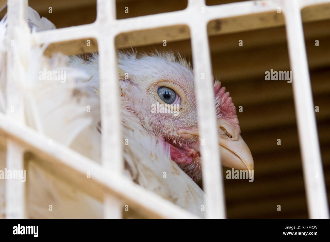 Face of 40 day old broiler chicken in transport crate enroute to ...