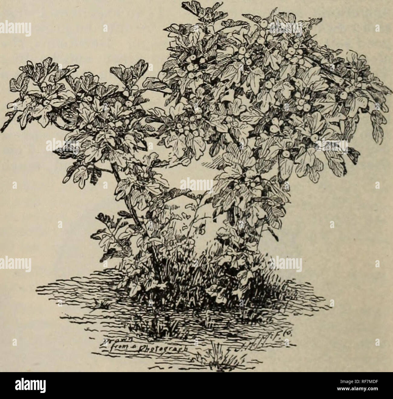 . Native and exotic plants, trees & shrubs. Nursery stock Florida ...