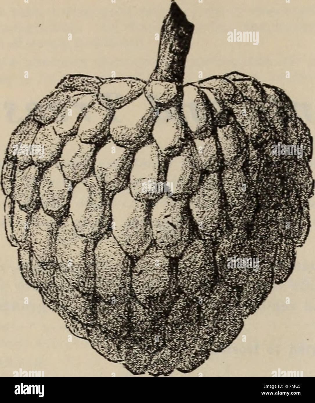 Anonas fruit hi-res stock photography and images - Alamy