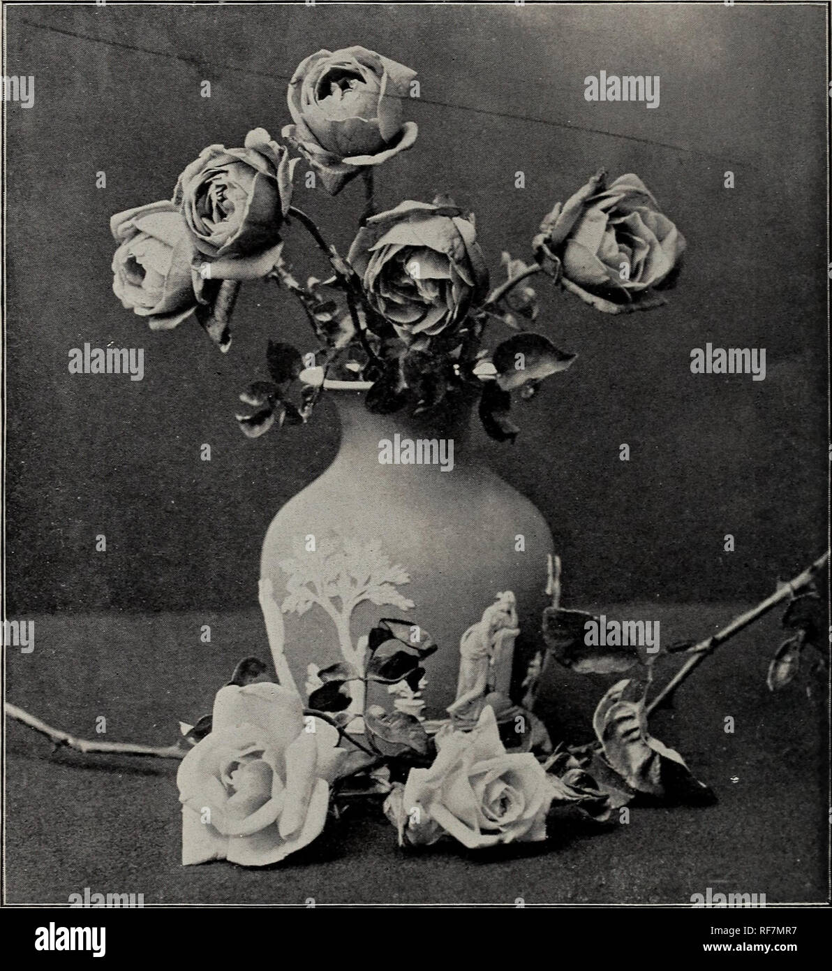 Safrano rose hi-res stock photography and images - Alamy