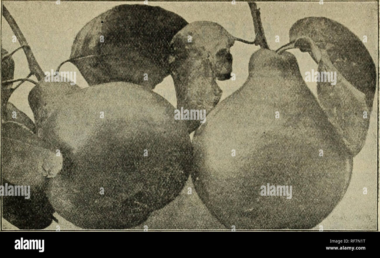 Flowering quince spray hi-res stock photography and images - Alamy