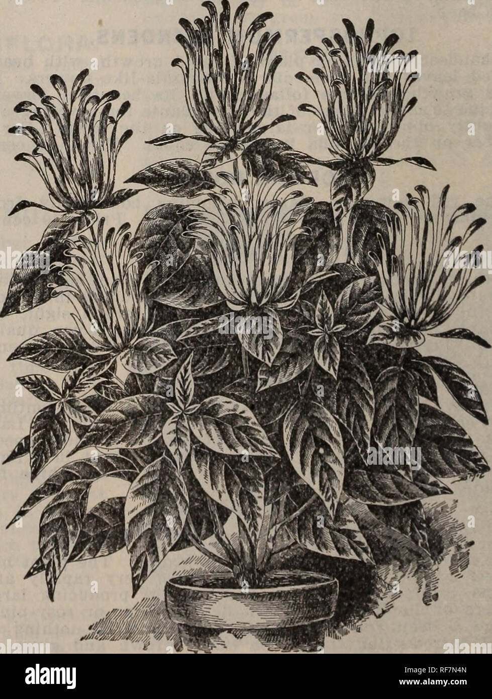Justica plant hi-res stock photography and images - Alamy