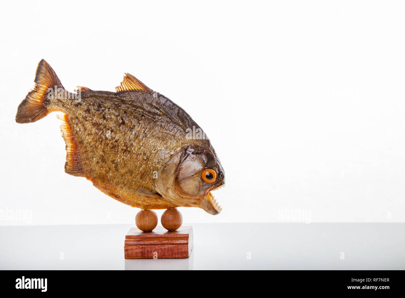Animal specimen hi-res stock photography and images - Alamy