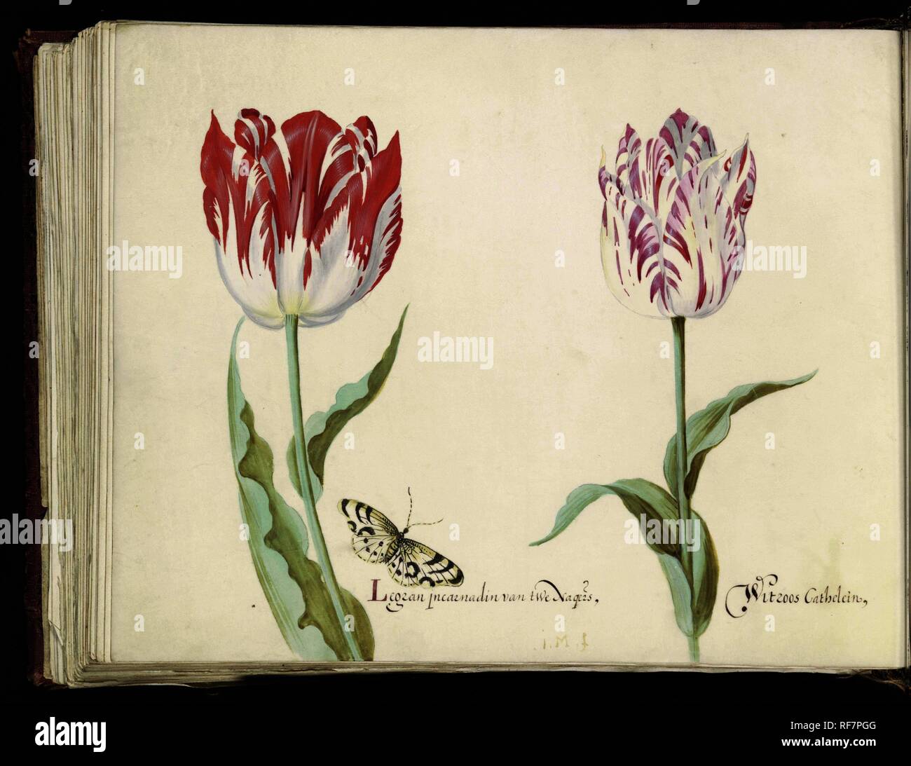 Butterfly legran incarnadin hi-res stock photography and images - Alamy