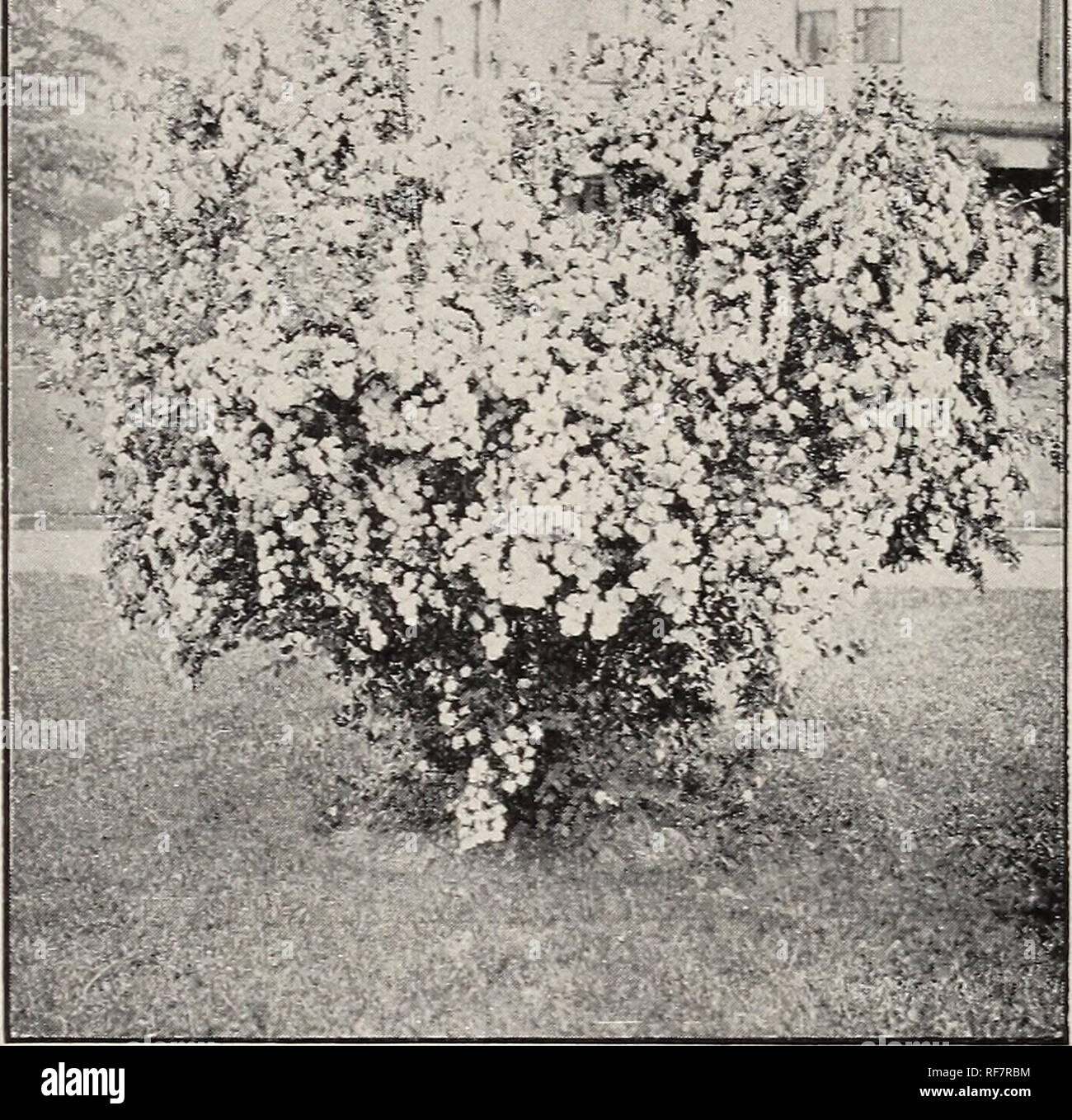 . General catalogue of fruit and ornamental trees : shrubs, roses ...