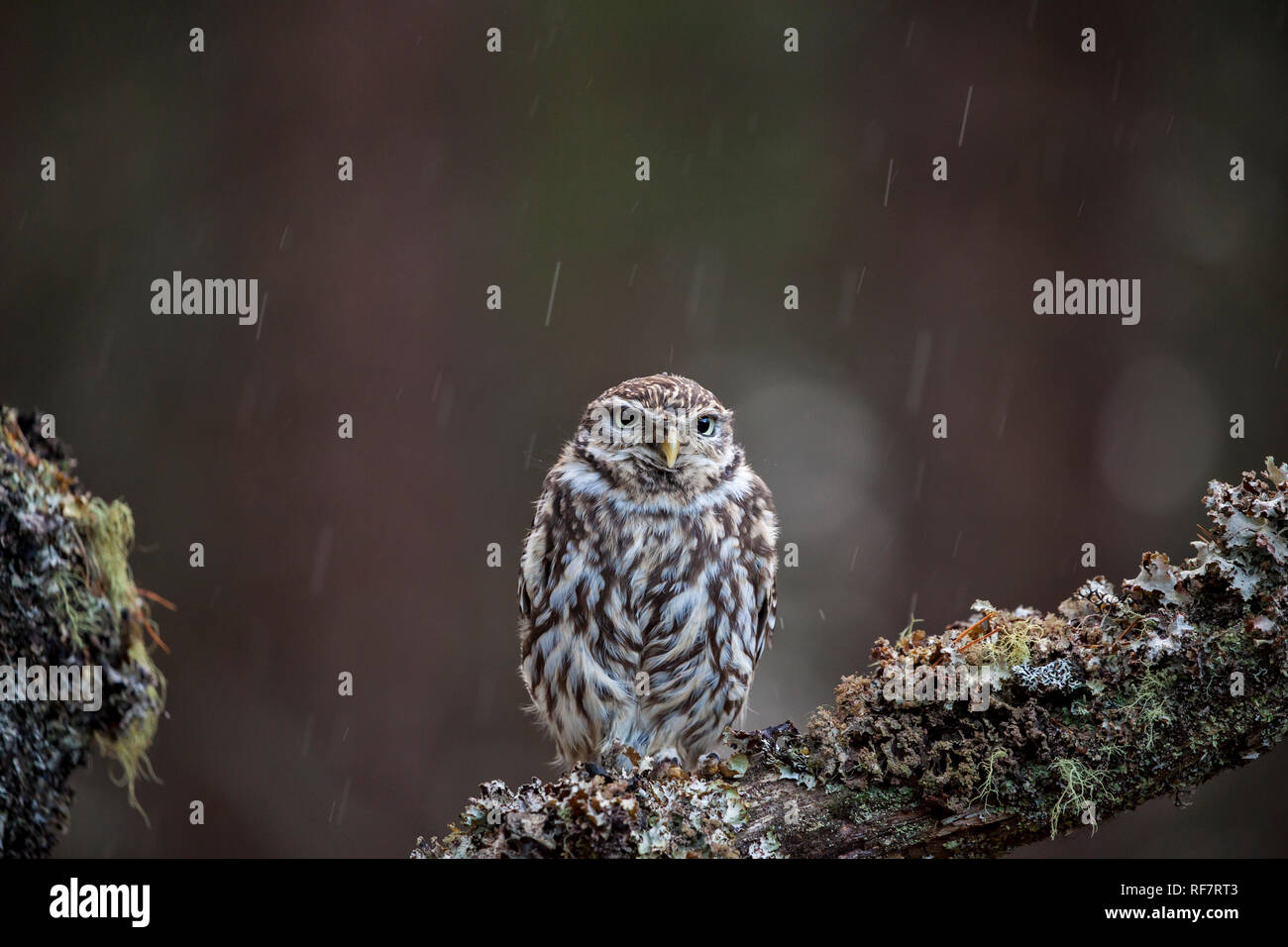 Wildlife predator rain hi-res stock photography and images - Alamy