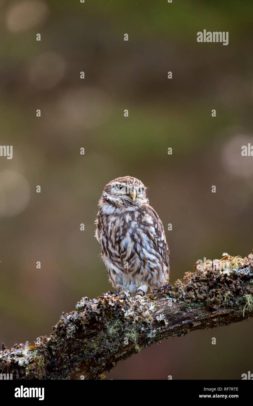 Perched nature hi-res stock photography and images - Alamy