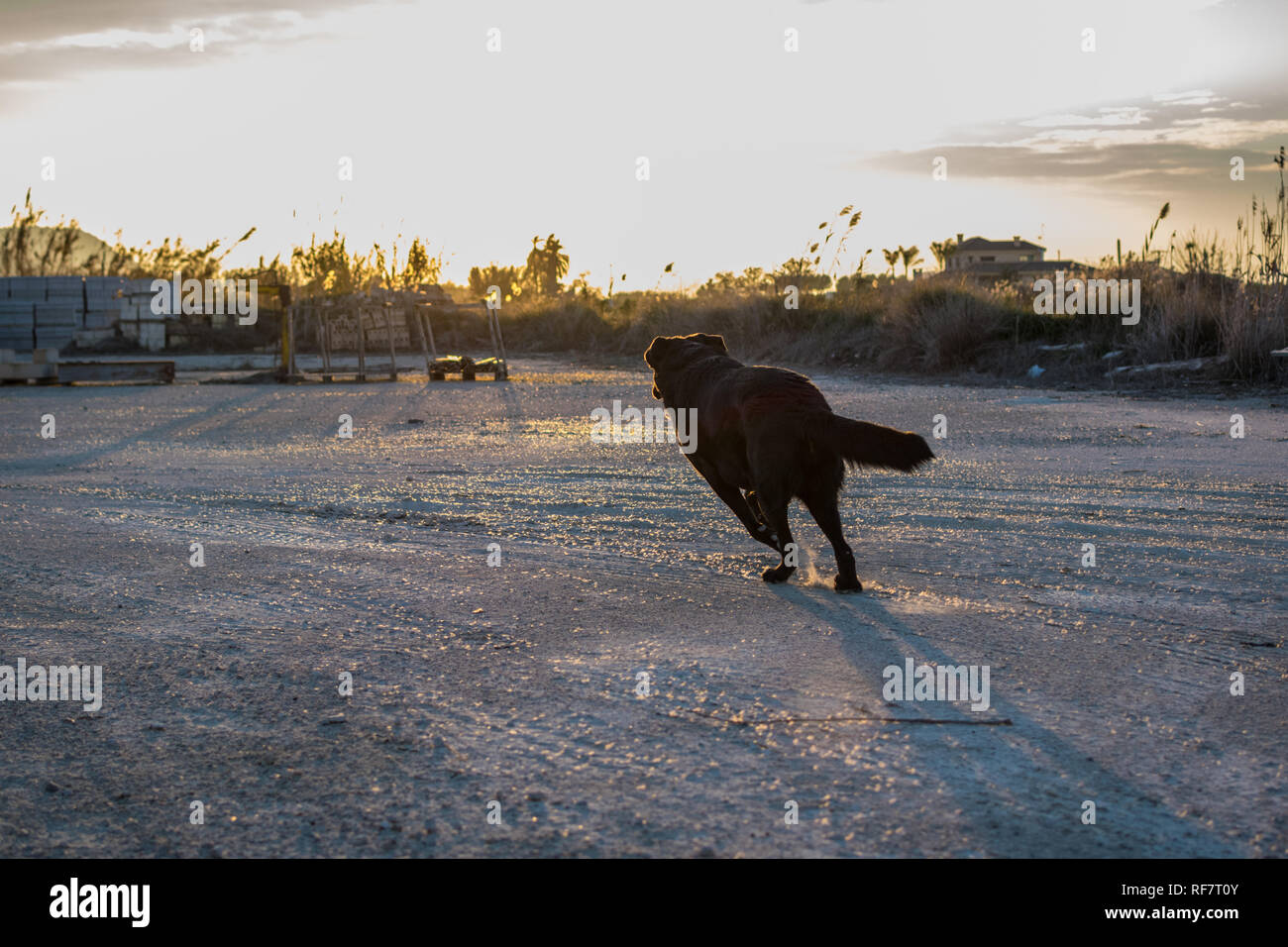 Idyllic scene of black mastiff running over tracks against sunset Stock ...