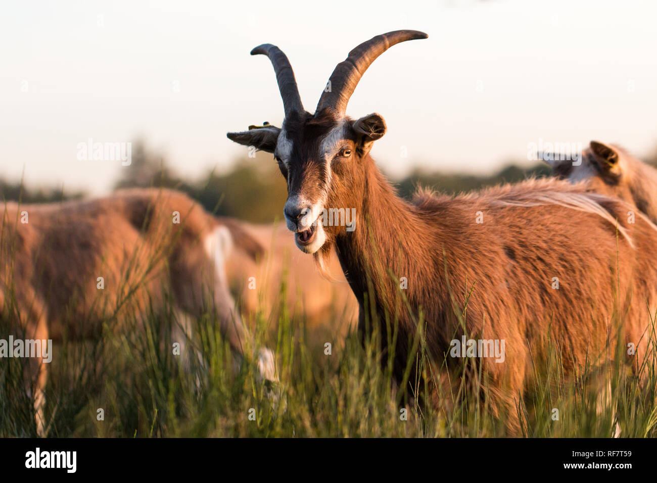 Ziegenbart hi-res stock photography and images - Alamy
