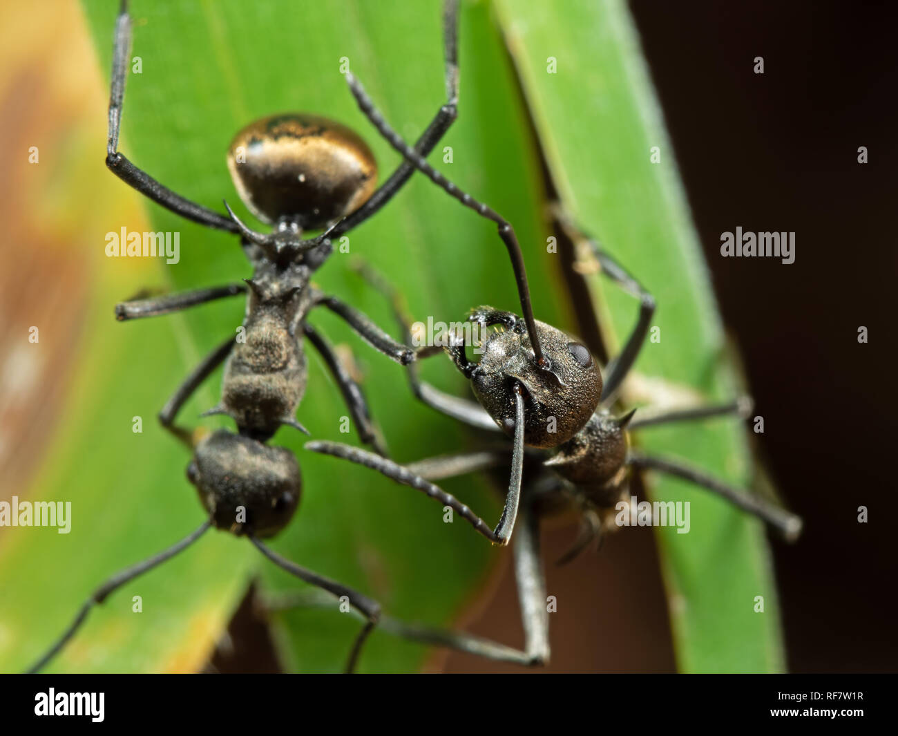 Macro Photography of Golden Weaver Ant on Green Leaf Stock Photo - Alamy