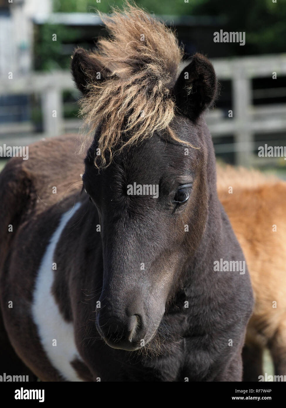A pretty shetland pony foal in a paddock Stock Photo - Alamy