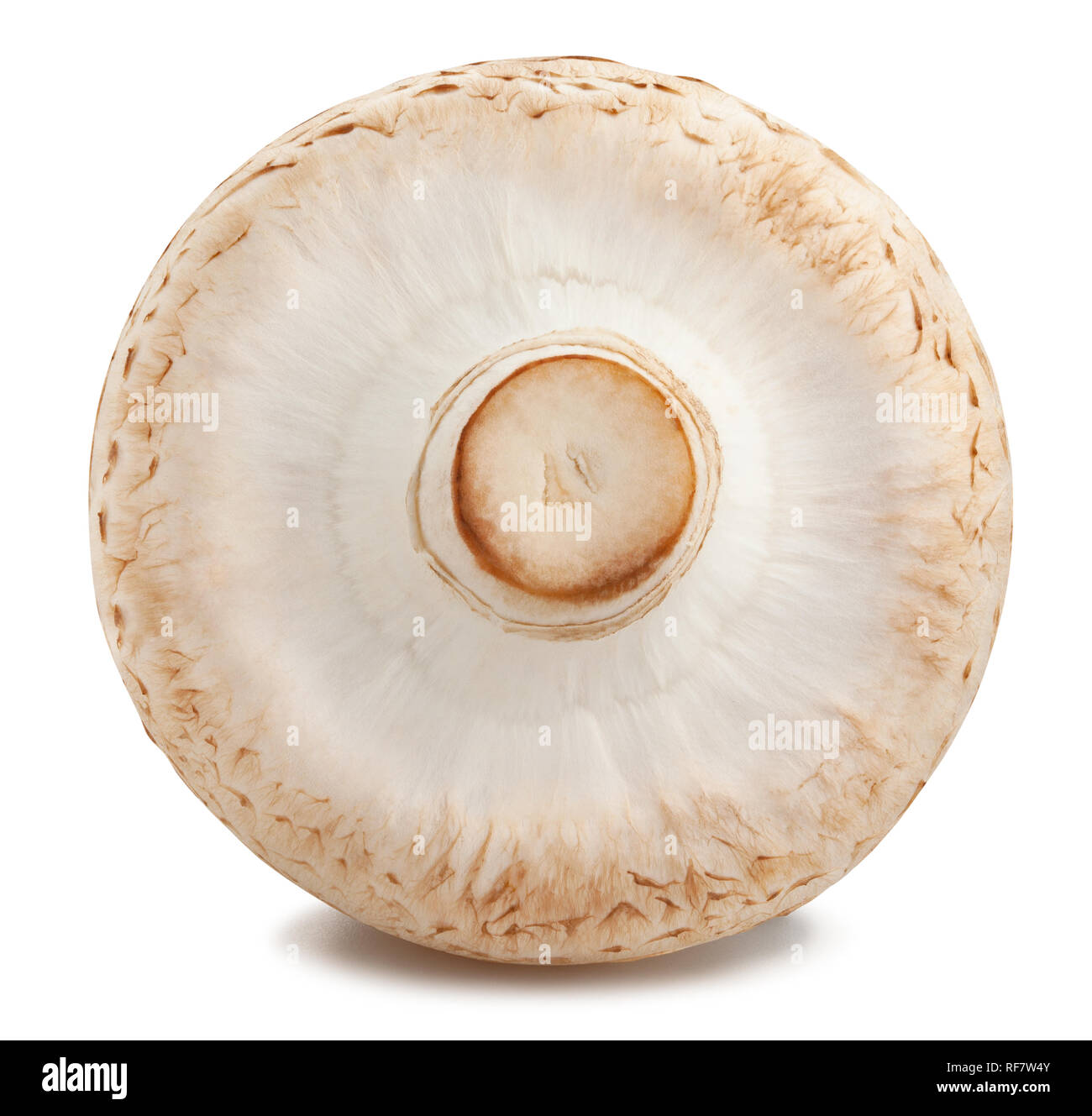 mushrooms path isolated Stock Photo - Alamy