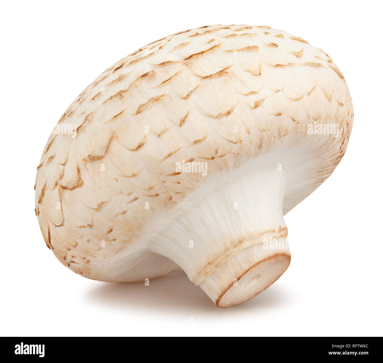 mushrooms path isolated Stock Photo - Alamy