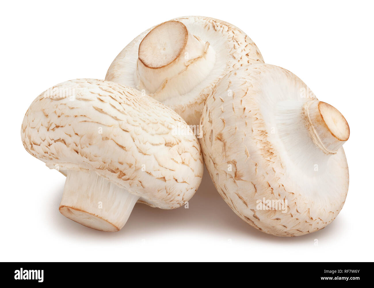 mushrooms path isolated Stock Photo - Alamy