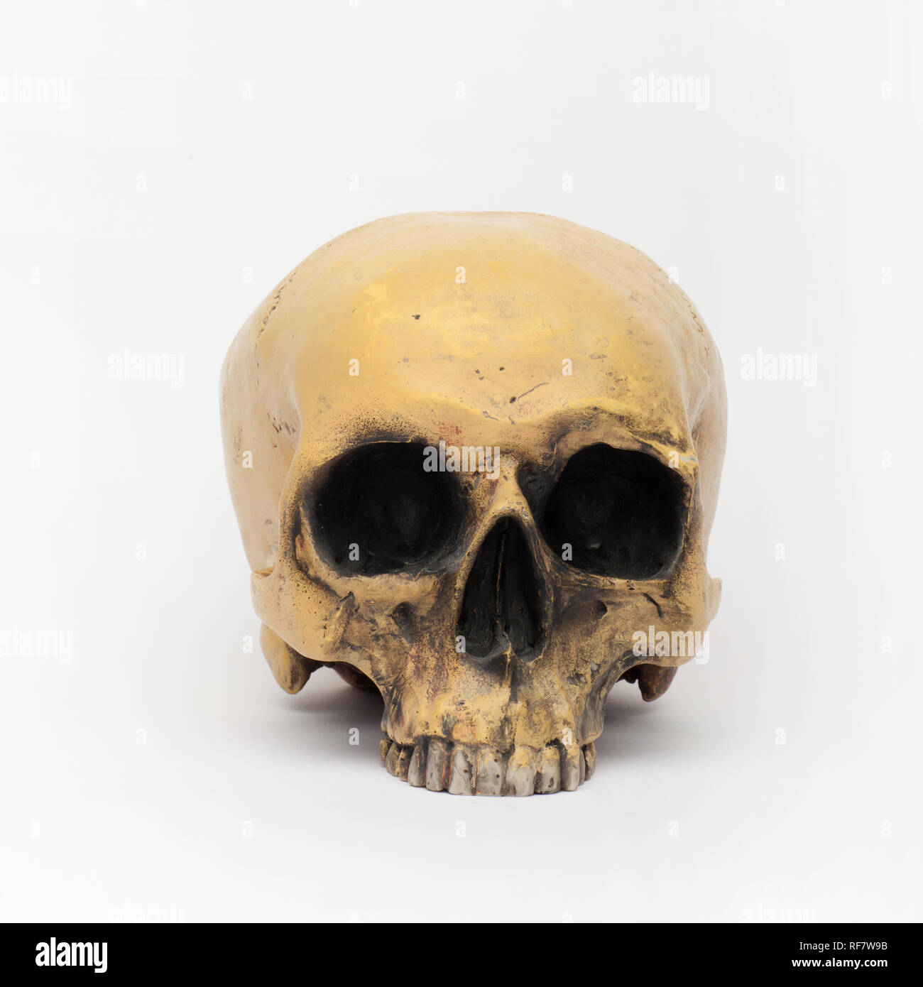 Real Human Skull Front View