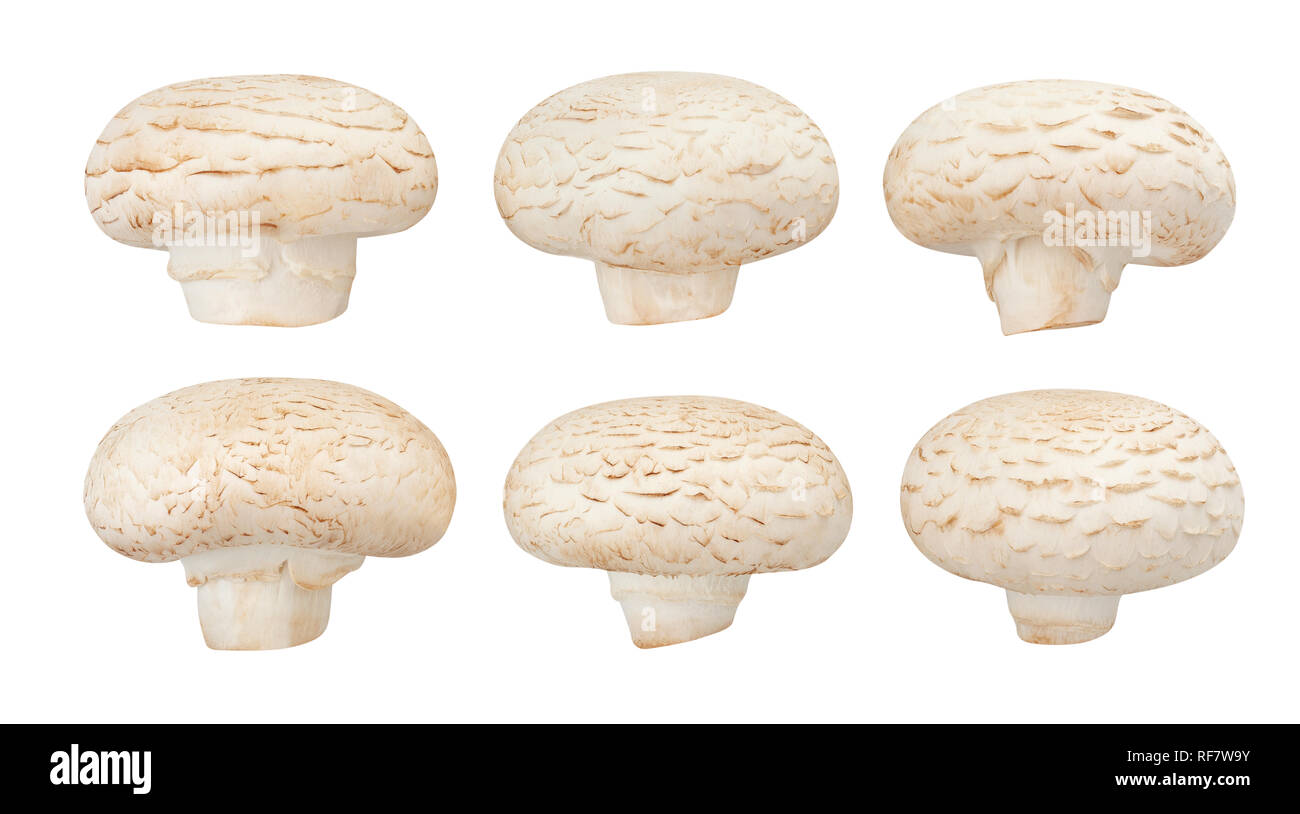mushrooms path isolated Stock Photo - Alamy