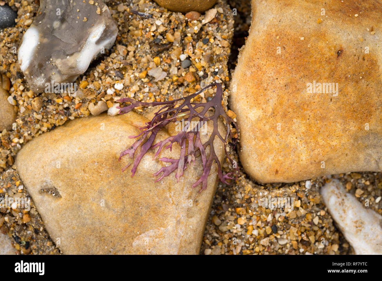 Closeup of marine algae from the shoreline. lying on a stone pebble ...