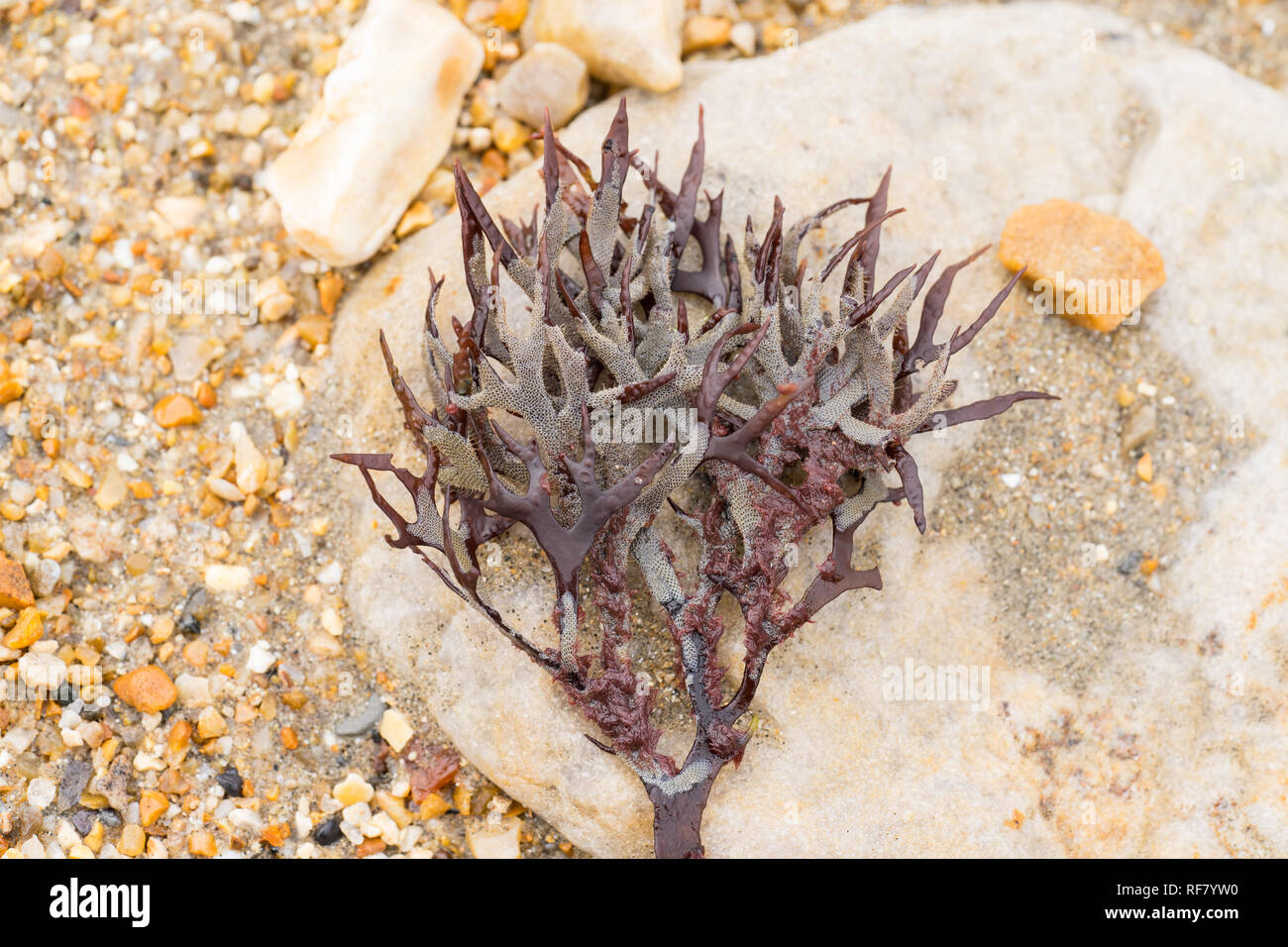 Closeup of marine algae from the shoreline. lying on a stone pebble ...