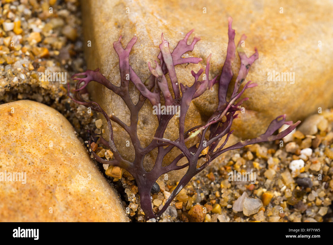 Purple algae hi-res stock photography and images - Alamy
