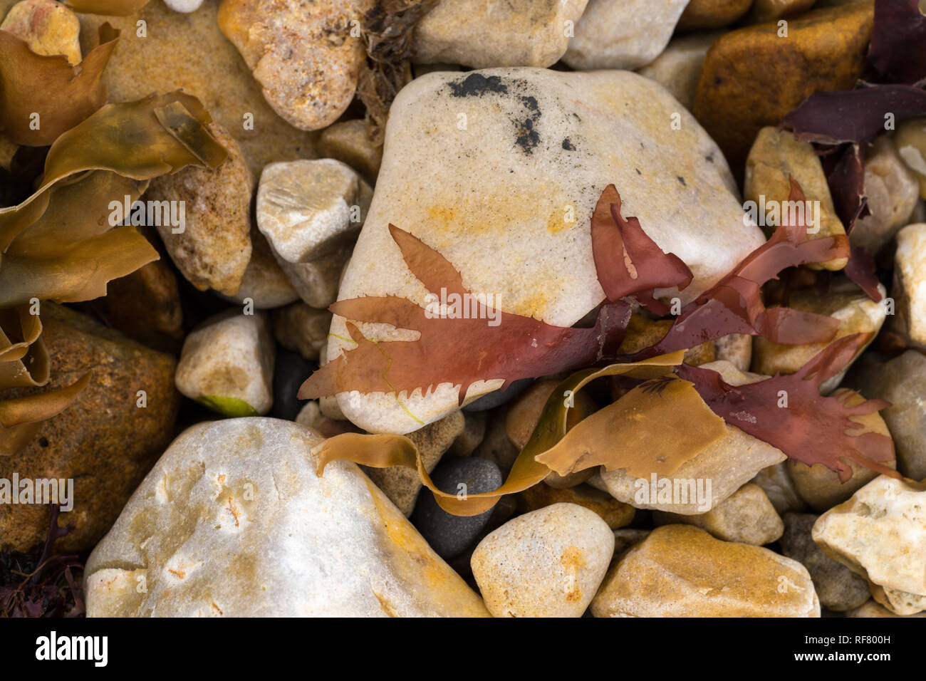 Closeup of marine algae from the shoreline lying on a stone pebble ...