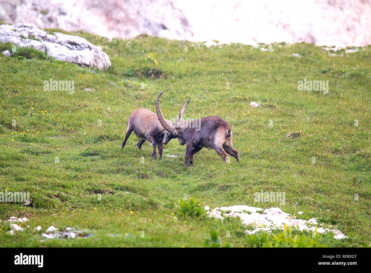 European male fighting hi-res stock photography and images - Alamy