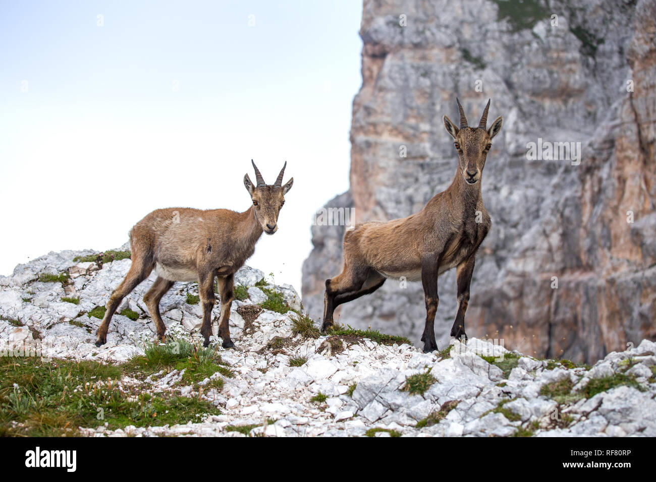 Alpine ibex young animals hi-res stock photography and images - Alamy