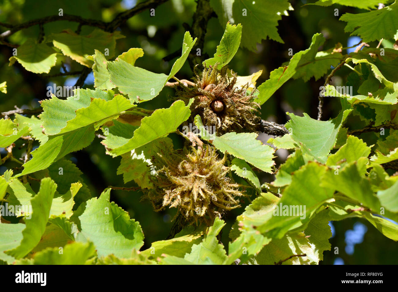 Corylus colurna baumhasel turkish hazel hi-res stock photography and ...