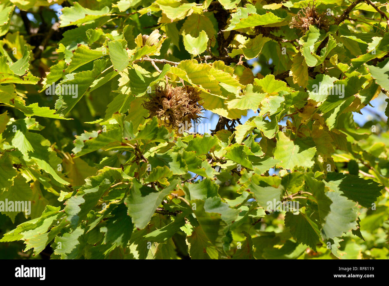 Turkish Filbert Fall