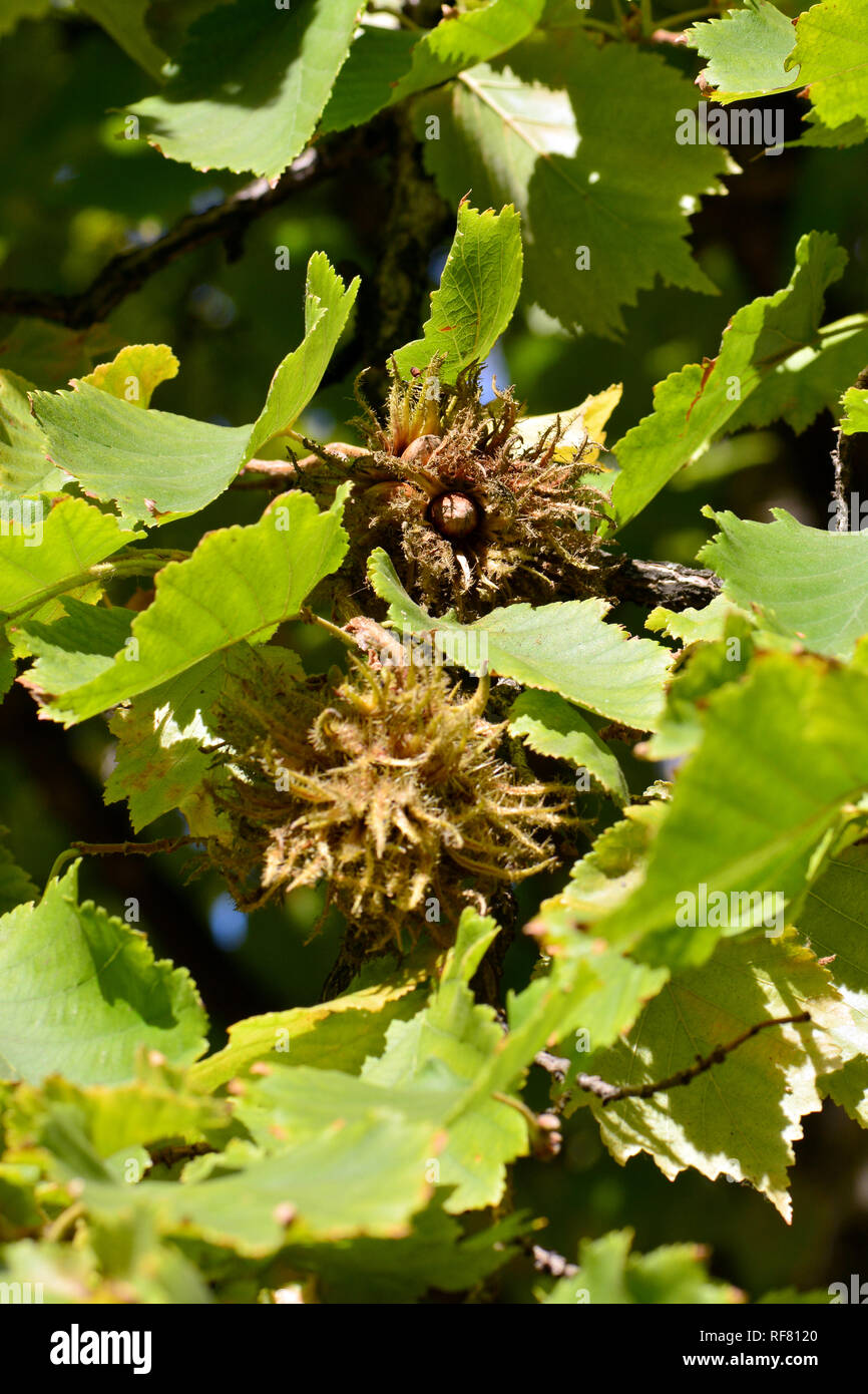 Torok mogyoro hi-res stock photography and images - Alamy