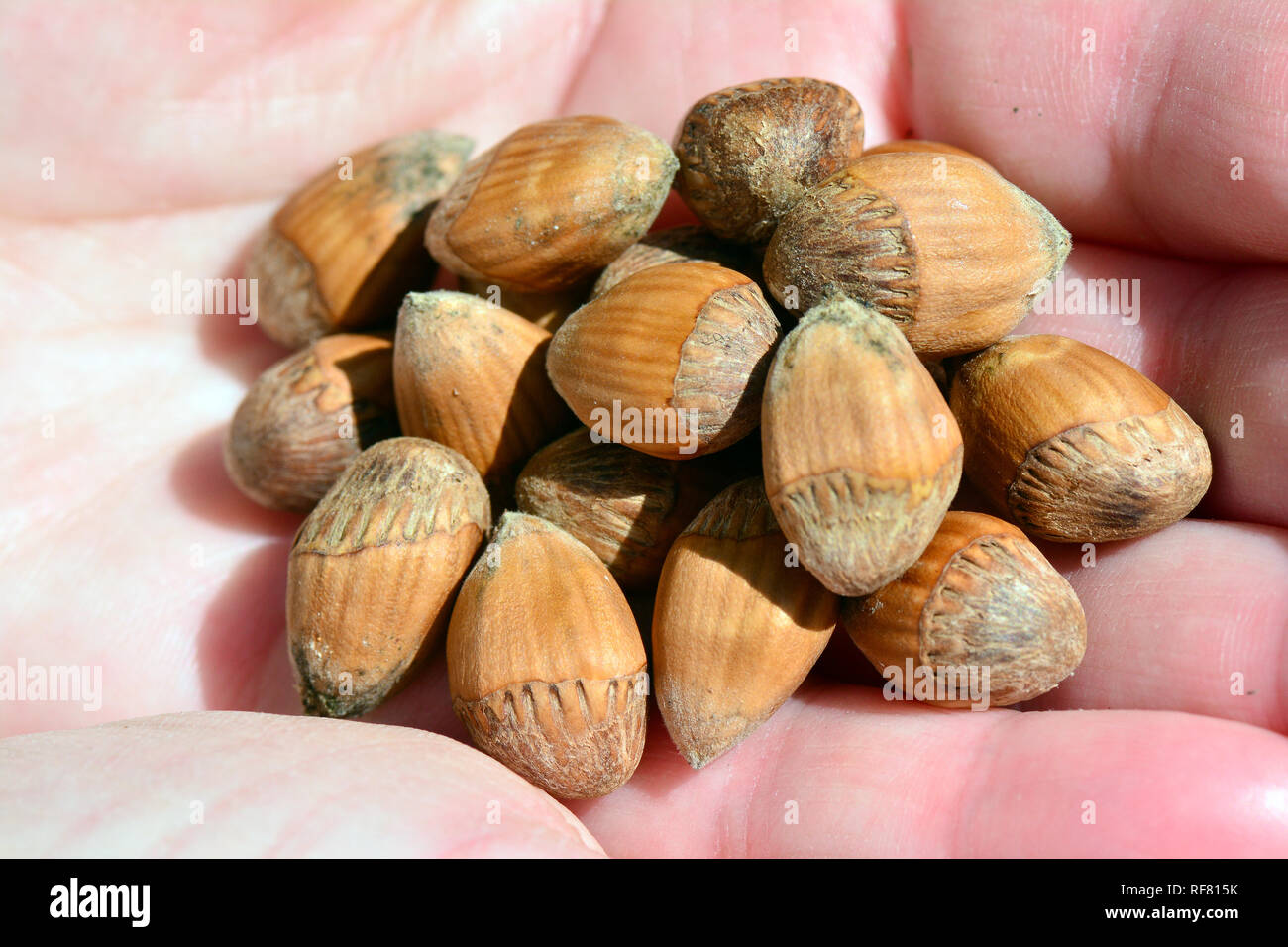 Turkish hazel or Turkish filbert, Baumhasel, Türkische Hasel, Türkische ...