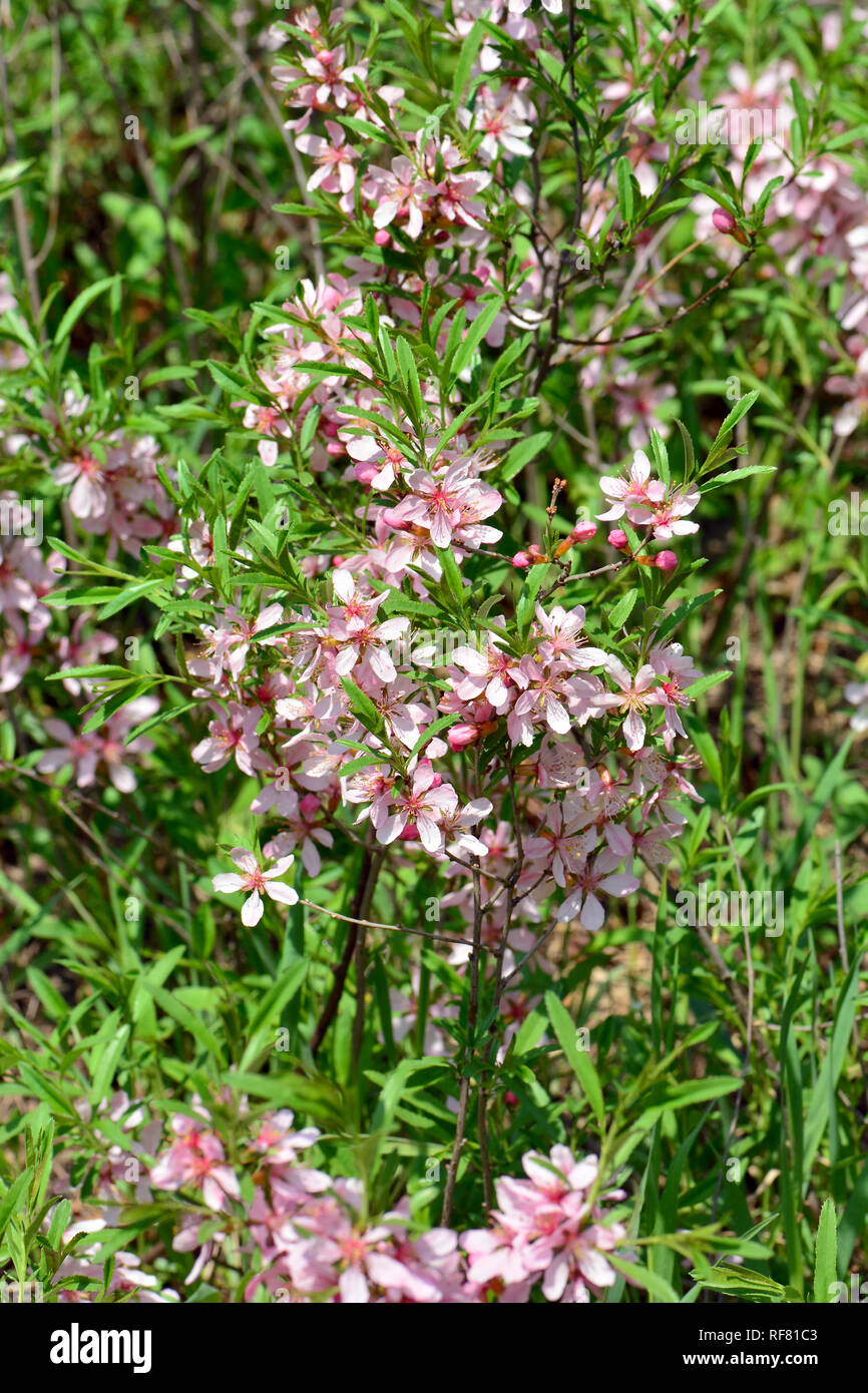 dwarf Russian almond, Zwerg-Mandel, törpe mandula, Prunus tenella Stock ...