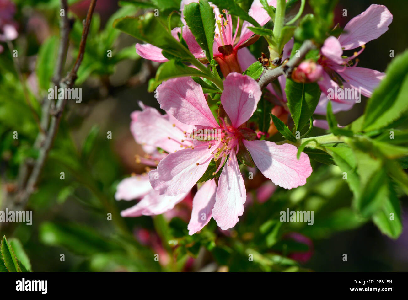 dwarf Russian almond, Zwerg-Mandel, törpe mandula, Prunus tenella Stock ...