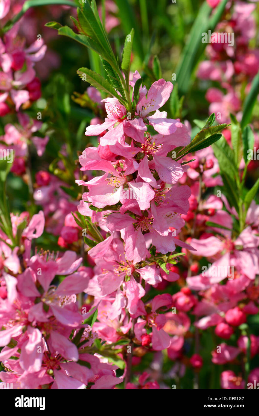 dwarf Russian almond, Zwerg-Mandel, törpe mandula, Prunus tenella Stock ...